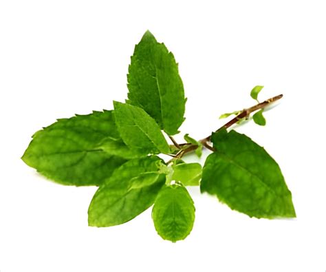 Indian Researchers Successfully Complete Whole Genome Sequencing Of