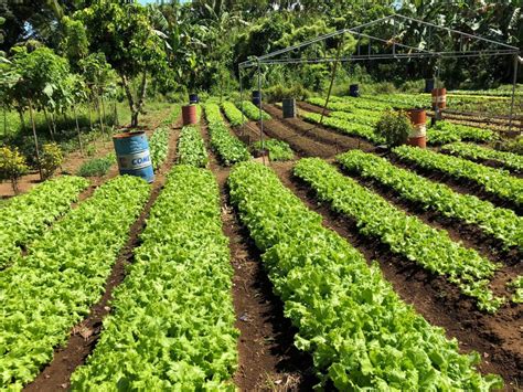 Where To Go Discover Nature Retreats In Amadeo Cavite The Cavite Rising