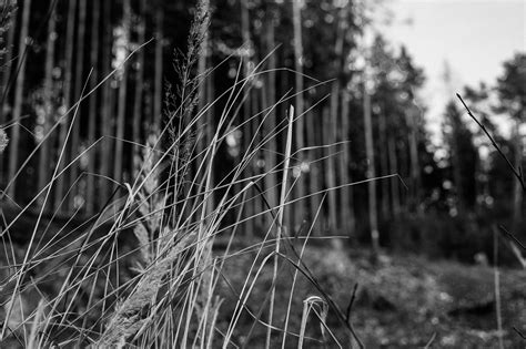 Forest Corn Tree Of Free Photo On Pixabay