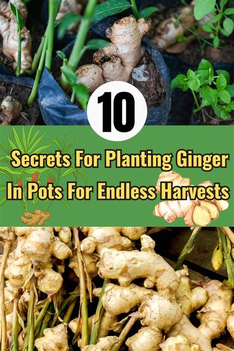 10 Secrets For Planting Ginger In Pots For Endless Harvests