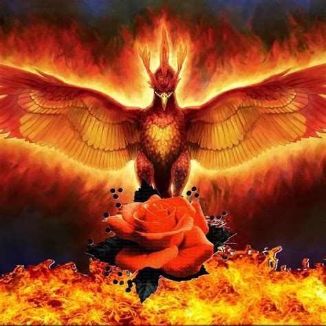 Phoenix Rose Youtube