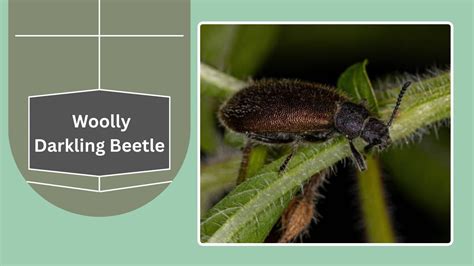 25 Types Of Darkling Beetles Identification With Pictures