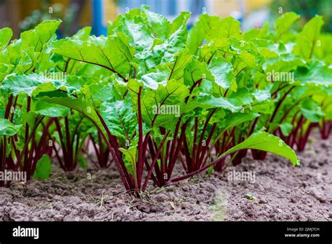 Young Fresh Beet Leaves Beetroot Plants In A Row From A Close Distance