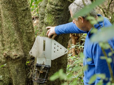 Troubleshooting Tips What To Do If Your Possum Trap Isnt Catching Any