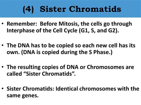 Biology Unit 4 Notes Mitosis Ppt Download