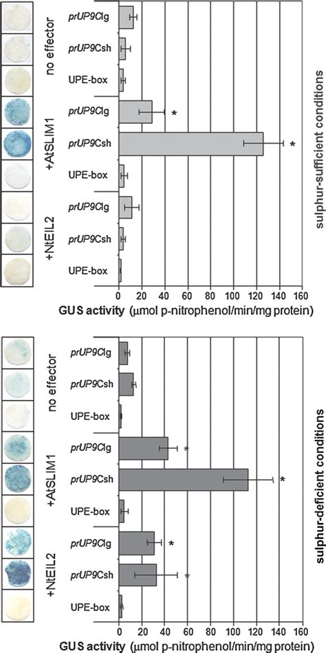 Histochemical Gus Assay And Quantitative Measurements Of Gus Activity