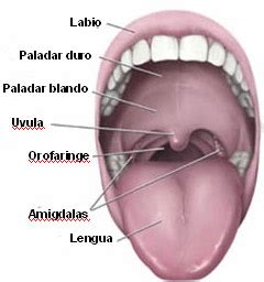 Body Parts G A M E Connecting Body Parts All Language Speakers