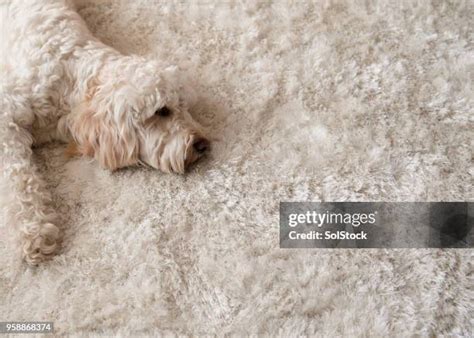 Cockapoo Photos And Premium High Res Pictures Getty Images