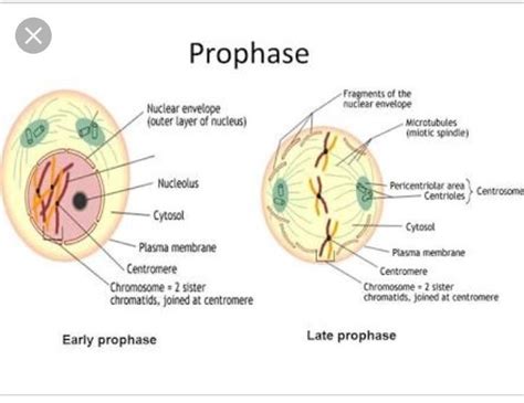 Digram Of Early Prophase In Mitosis Cell Division