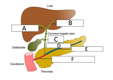 Anatomy And Physiology 2 Biliary Tree Diagram Quizlet