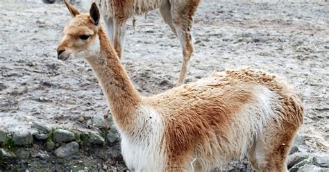 La Vicuña Del Perú La Lana Más Fina Del Mundo Peru Incas La Vicuña Belleza Andina Y La