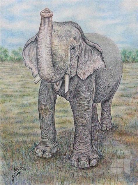 African Elephant Drawings Trunk Up