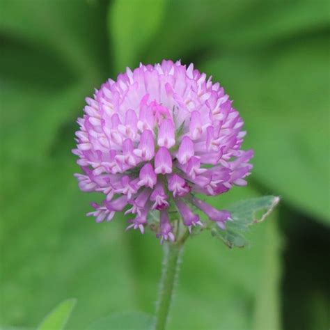 Red Clover Plant Flawn Seed Medium Red Clover Flowering Lawn Seed