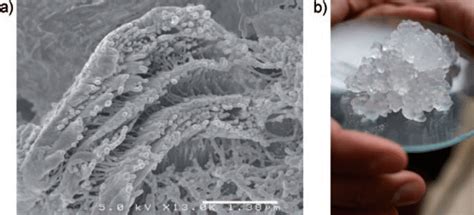 Electron Micrograph Of Spruce Fiber Cell Wall With 20 Nm Fibril