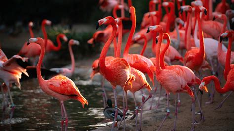 Why Flamingo Milk Is Pink Popular Science