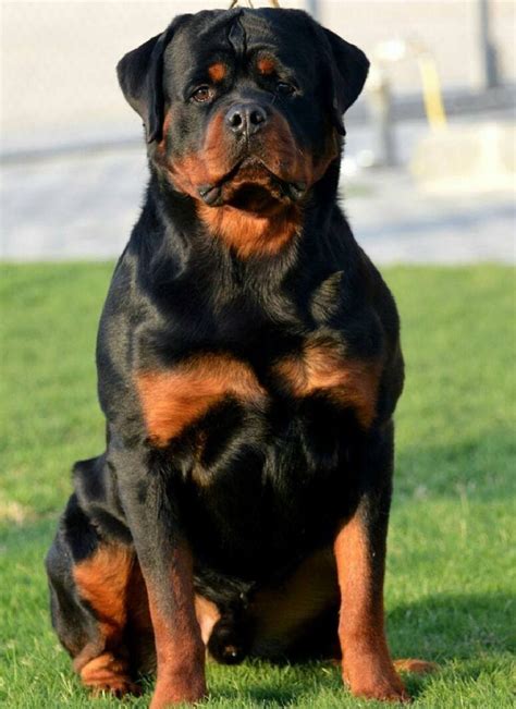 Pin By Jamie Gottron On Packinheat Rottweiler Rottweiler Puppies