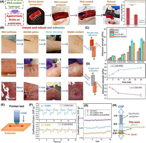 阿尔伯塔大学曾宏波教授《chem Mater》：在水凝胶上实现邮票贴式的非对称黏合与润滑功能中国聚合物网科教新闻
