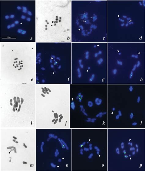 Male Meiotic Chromosomes Of Lace Bug Species After Standard