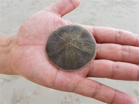 What Do Sand Dollars Eat American Oceans