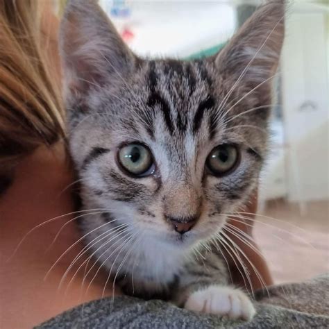 Teeny Weeny The Smol Cat R Eyebleach