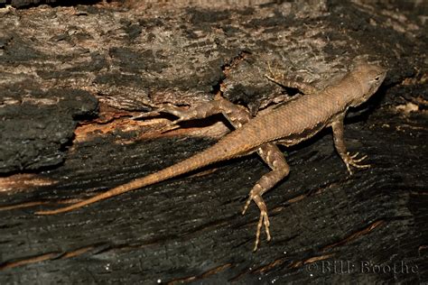Florida Scrub Lizard Lizards Nature In Focus