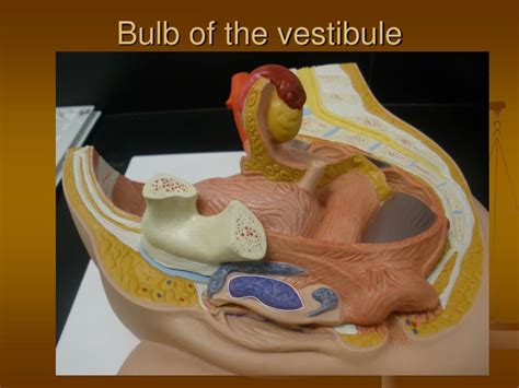 Ppt Lab Ex 60 And 61 Female Reproductive System Powerpoint