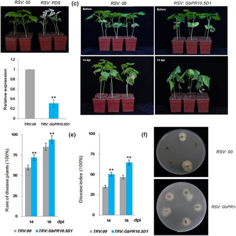 Transcriptional Expression And Subcellular Localization Of Gbpr10 5d1