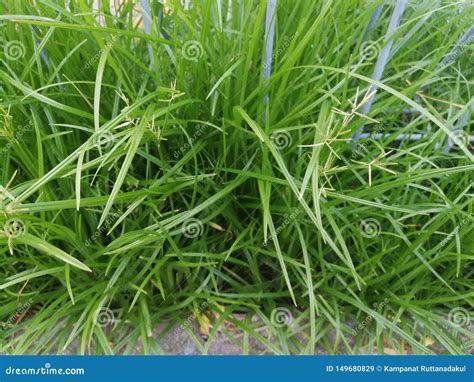 The Green Grass Clusters Are Clustered By The Pathway Stock Image Image Of Clusters
