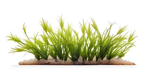 Premium Ai Image Sea Plant Elevation Side View