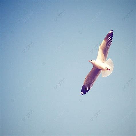 Seagull On Blue Sky With Retro Filter Effect Photo Background And