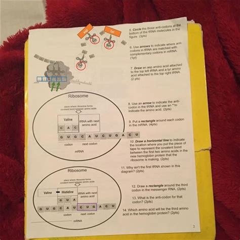 Circle Each Codon In The Diagram Of Rna Below