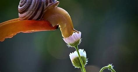Some Very Important Pictures Of Snails Album On Imgur