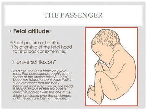 Fetal Position Pdf