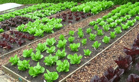How To Create An Organic Vegetable Garden In Your Backyard Marina Homes