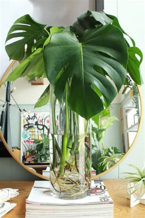 How To Propagate A Monstera Deliciosa Make Many From Cuttings Easily