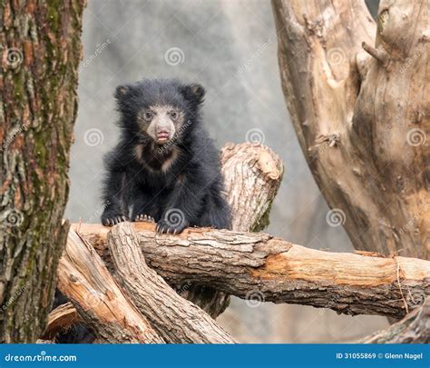 Cute Sloth Bear