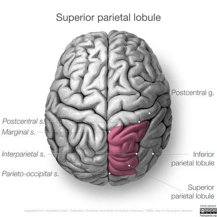 Paracentral Lobule Mri Epos™