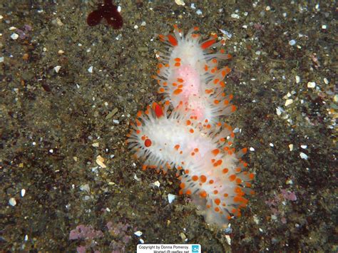 Limacia Cockerelli Orange Clubbed Doridcockerells Dorid