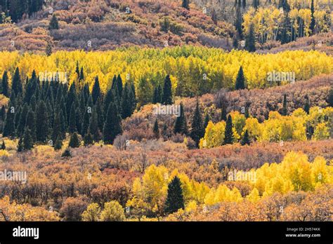 Gambel Oaks And Aspen Trees In Fall Color In Autumn In The La Sal