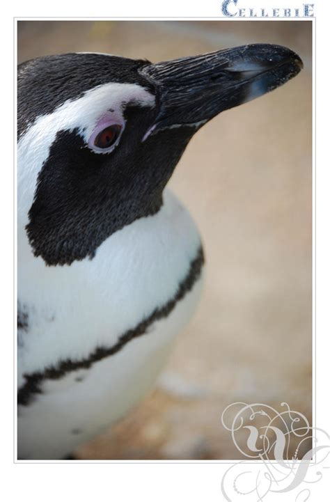 Cute Ping By Cellebie On Deviantart