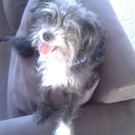 Mine And My Best Friends Dog Muppet Imgur