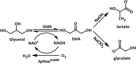 甘油化学酶转化为乳酸和乙醇酸bioresources And Bioprocessing X Mol