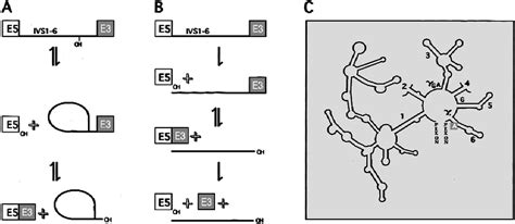 A Splicing Occurs By A Two Step Transesterification Reaction In