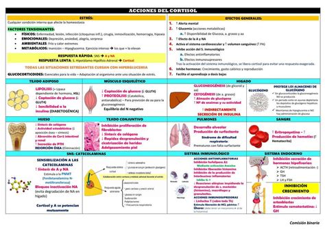 Cortisol Catalina De La Cruz Udocz