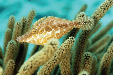 More Odd Shaped Swimmers To Discover Caribbean Compass