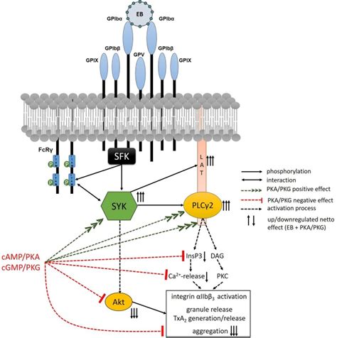 Camp And Cgmp Elevating Agents Inhibit Gpibα Mediated Aggregation But