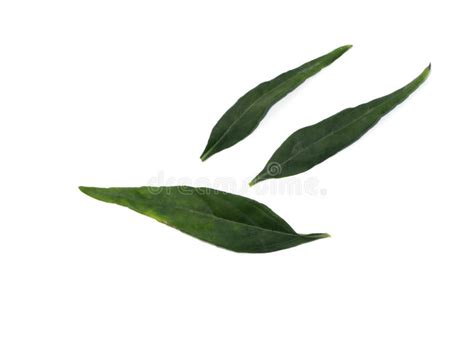 Close Up Andrographis Paniculata Flower Stock Image Image Of Medicine