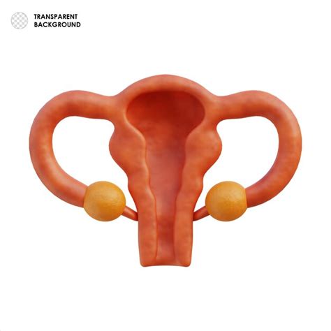 Modelo 3d De Anatomía Del útero Y Los Ovarios Archivo Psd Premium