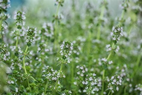 Thymus Vulgaris Stock Image Image Of Cute Flower Green 256217021