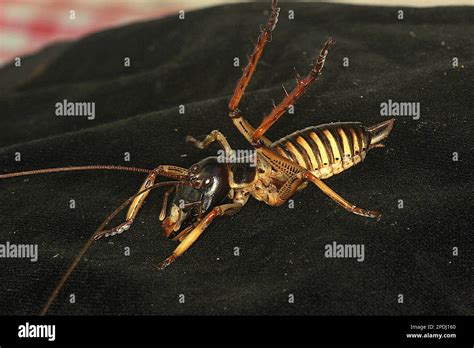 Wellington Tree Weta Hemideina Crassidens Stock Photo Alamy